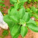 Wel Thibbatu | Solanum trilobatum | Arunalu Plants
