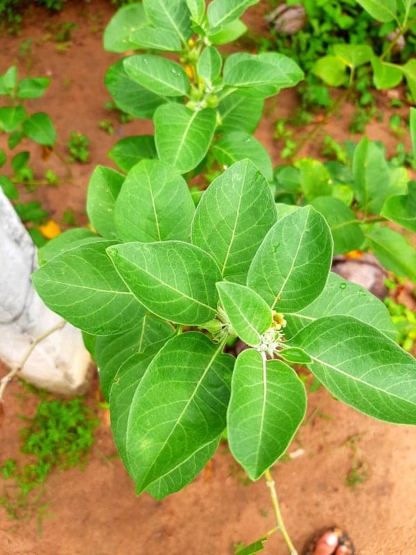 Ashwagandha | Amukkara | Withania somnifera | Indian Ginseng | අශ්වගන්ධ ...