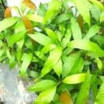 Wel Thibbatu | Solanum trilobatum | Arunalu Plants