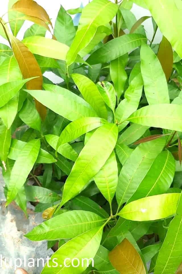 Mee Tree | Madhuca longifolia | Mahua Tree | Arunalu Plants