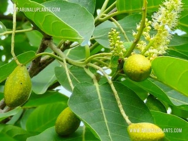 Aralu | Terminalia chebula | Arjun Plants | අරලු | Arunalu Plants