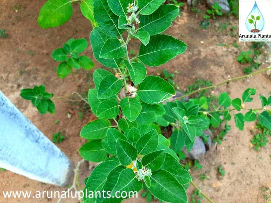 Ashwagandha | Amukkara | Withania somnifera | Indian Ginseng | අශ්වගන්ධ ...