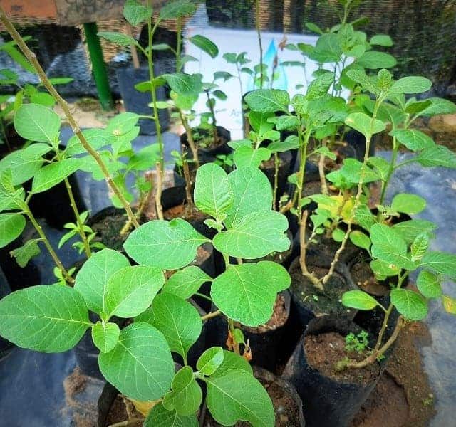 Wel Thibbatu | Solanum trilobatum | Arunalu Plants