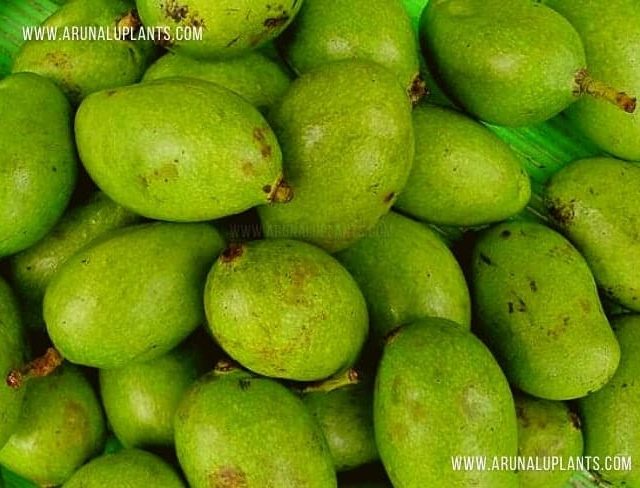 Mee Tree | Madhuca longifolia | Mahua Tree | මී පැල | Arunalu Plants