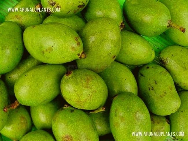 Atamba | Mangifera zeylanica | ඇටඹ | Arunalu Plants