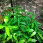 Wel Thibbatu | Solanum trilobatum | Arunalu Plants