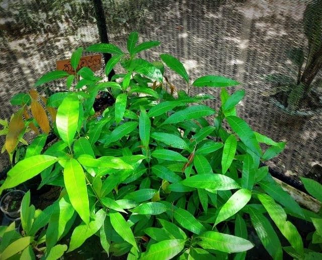 amba pela | Arunalu Plants