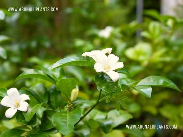 Atteriya | Murraya paniculata | Orange Jasmine | ඇට්ටේරිය | Arunalu Plants