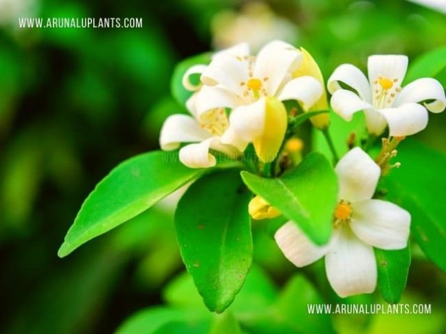 Atteriya | Murraya paniculata | Orange Jasmine | ඇට්ටේරිය | Arunalu Plants