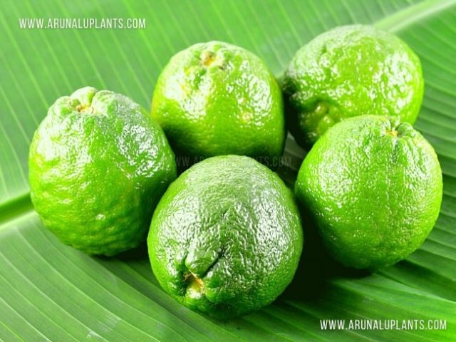 Ambul Dodam | Citrus aurantium | Sour Orange | ඇඹුල් දොඩම්