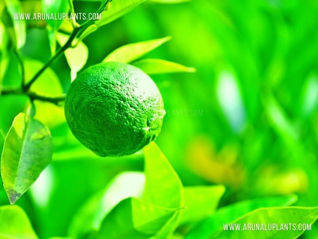 Ambul Dodam | Citrus aurantium | Sour Orange | ඇඹුල් දොඩම්