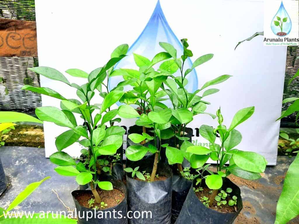Ambul Dodam | Citrus aurantium | Sour Orange | ඇඹුල් දොඩම්