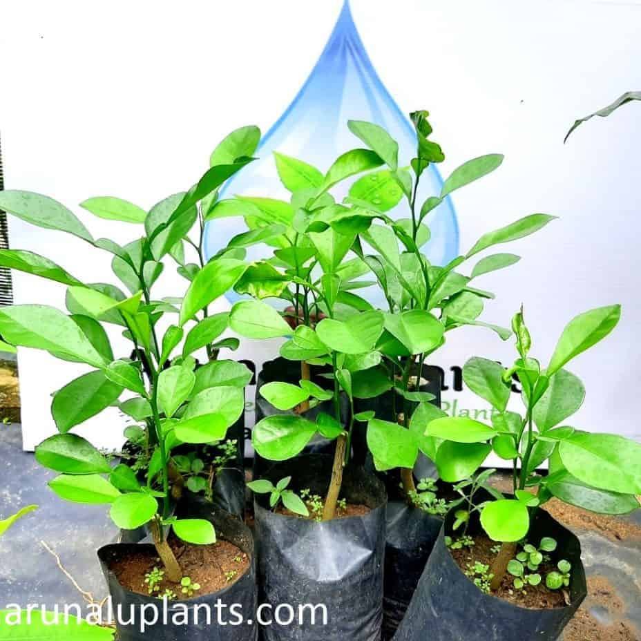 Double Butterfly Pea | Nil Katarolu | Clitoria ternatea | Arunalu Plants