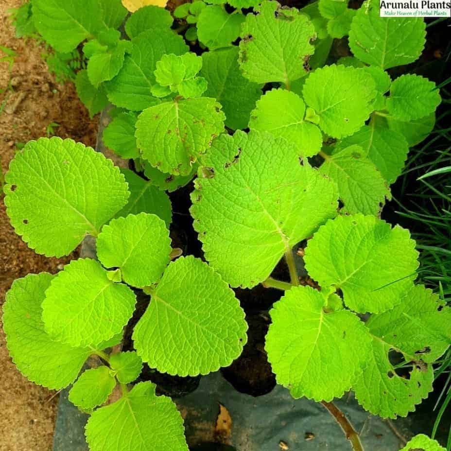 iriweriya plant | Arunalu Plants