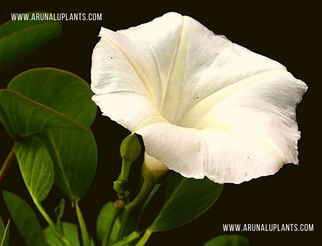 Kekuna | Canarium zeylanicum | කැකුණ | Arunalu Plants