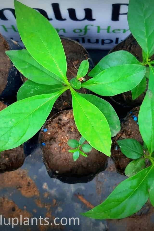 Shivanaabhi | Arunalu Plants