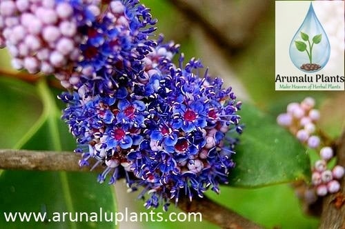 Korakaha | Memecylon umbellatum | Delek Air Tree | කොරකහ | Arunalu Plants