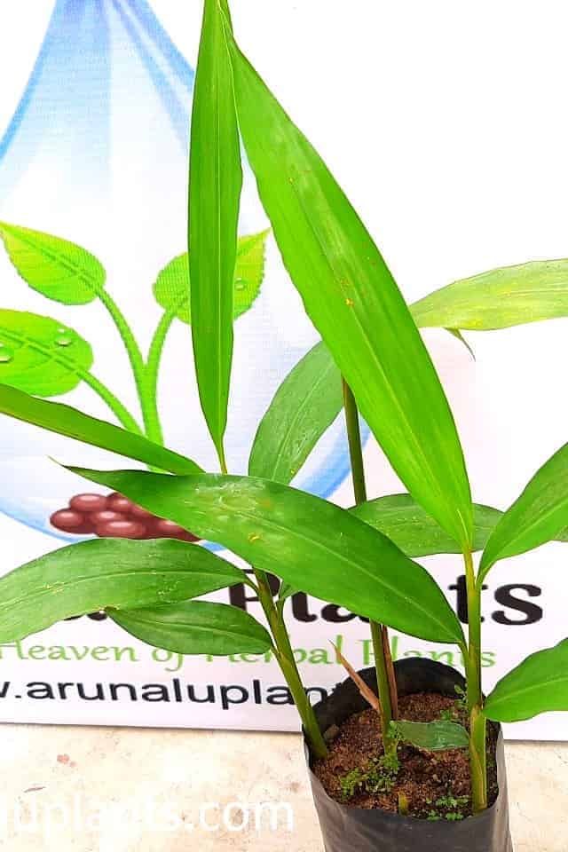 Medicinal Plants | Page 2 of 16 | Buy Plants Online Sri Lanka