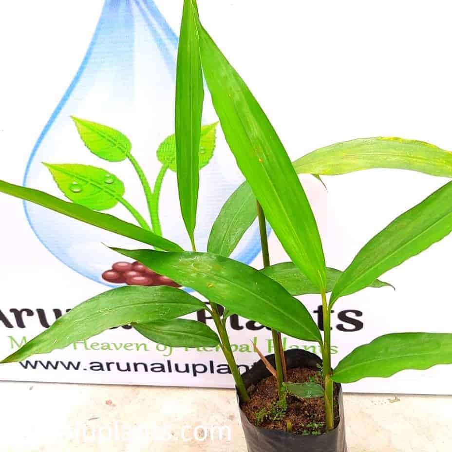 Plants for Small Garden | Medicinal Plants