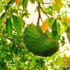 Fruit Plants | Arunalu Plants