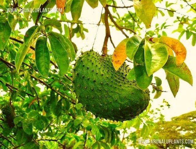 fruits in sri lanka | Arunalu Plants