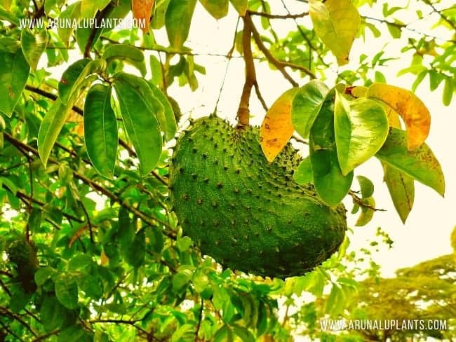 Katu Anoda | Soursop | Annona muricata | කටු අනෝදා | Arunalu Plants