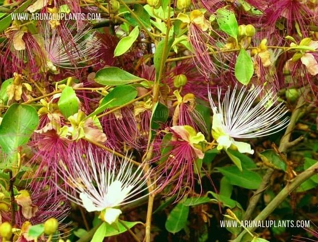 Plants for Small Garden | Medicinal Plants