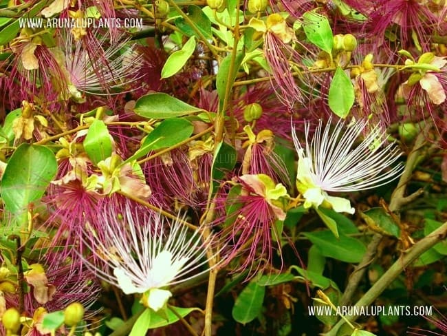 Kalu Wellangiriya | Capparis zeylanica | කලු වෙල්ලංගිරිය | Arunalu Plants