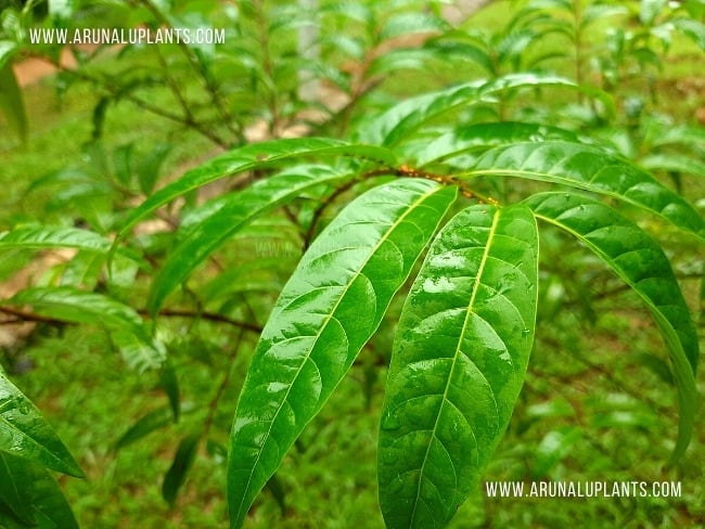 Kelida | Holarrhena antidysenterica | Kutaja | කෙලිඳ | Arunalu Plants