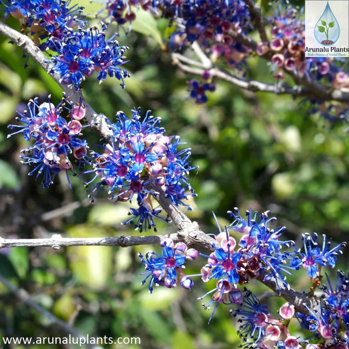 Korakaha | Memecylon umbellatum | Delek Air Tree | කොරකහ | Arunalu Plants