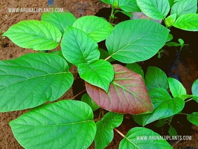 Kolon | Adina cordifolia | කොලොන් | Arunalu Plants