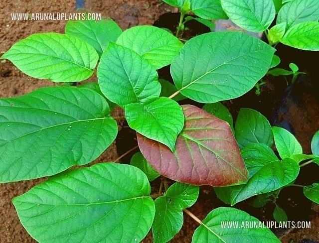 Home | Online Plant Nursery