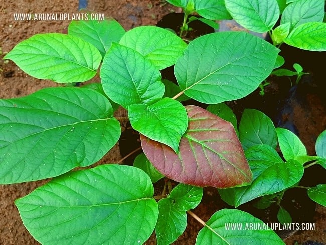 Kolon | Adina cordifolia | කොලොන් | Arunalu Plants