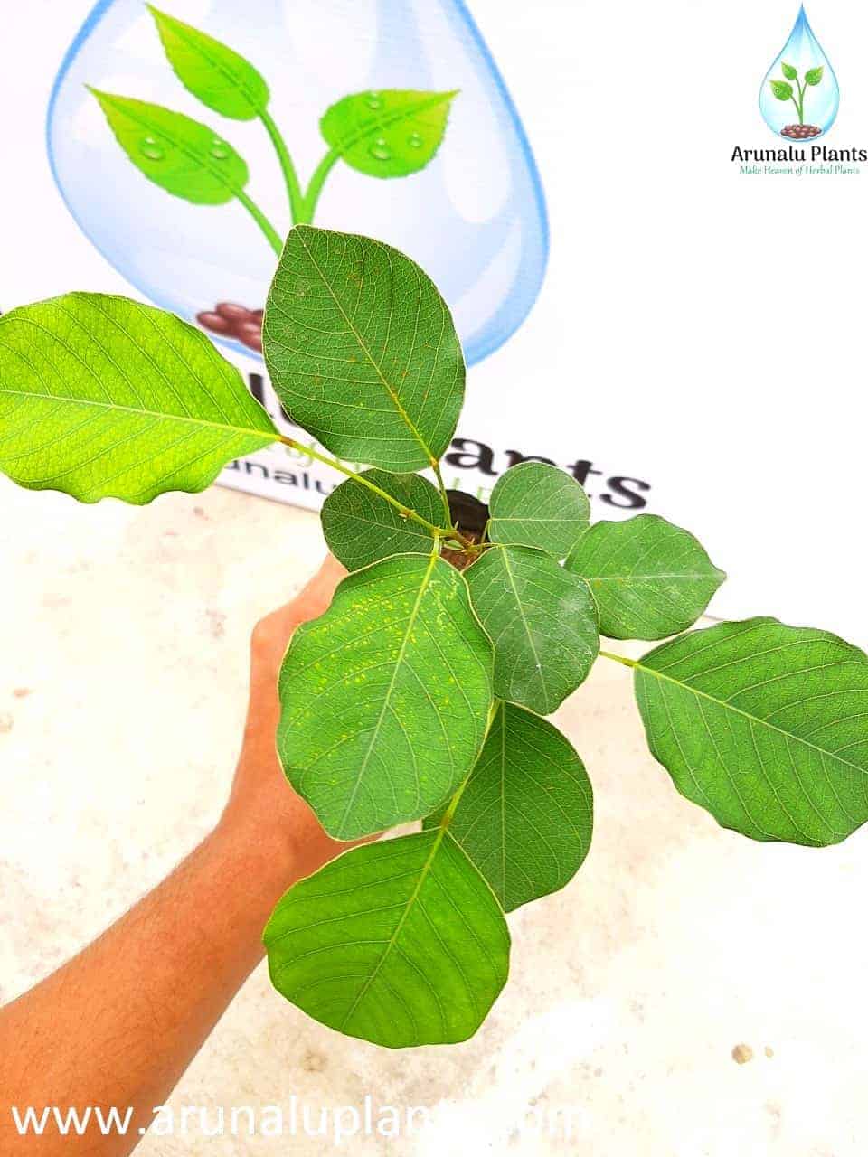 Gammalu | Pterocarpus Marsupium | Indian Kino Tree | ගම්මාලු