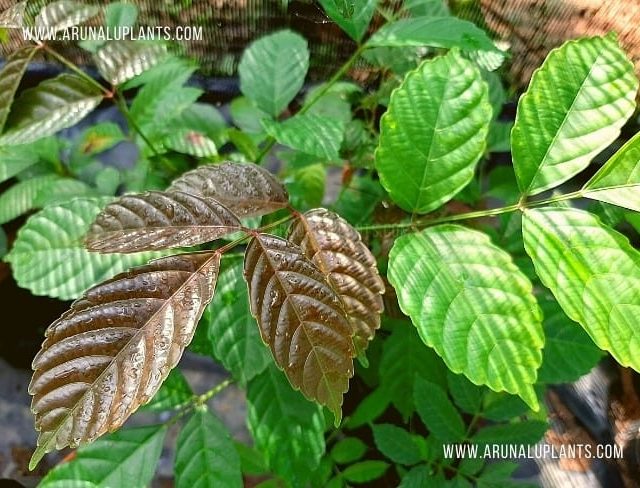 Pokuru Wada | Hibiscus sinensis | පොකුරු වද | Herbal Plant Nursery