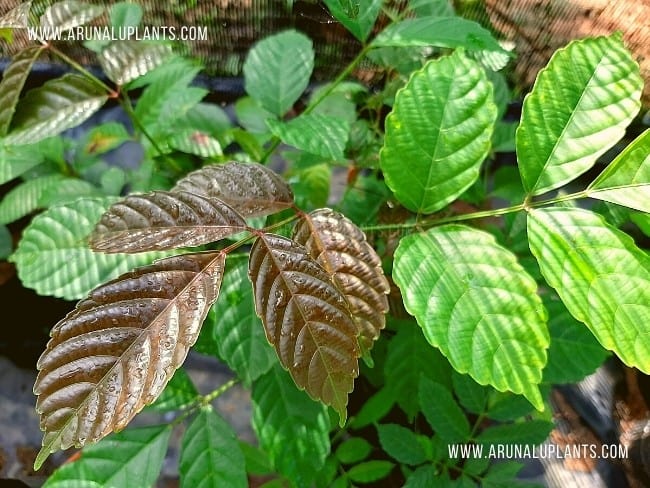Gurulla | Burulla | Leea indica | ගුරුල්ල