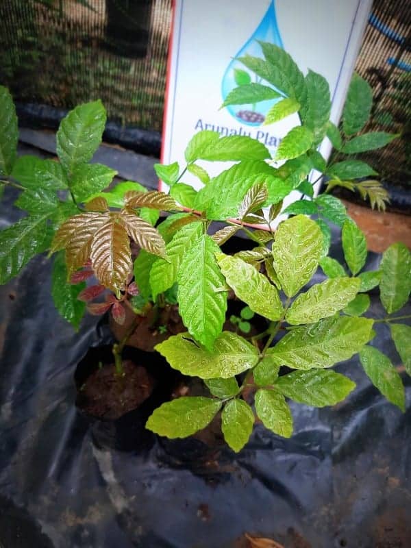 Gurulla | Burulla | Leea indica | ගුරුල්ල