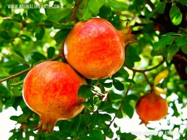 Delum | Punica granatum | Pomegranate | දෙලුම් | Arunalu Plants