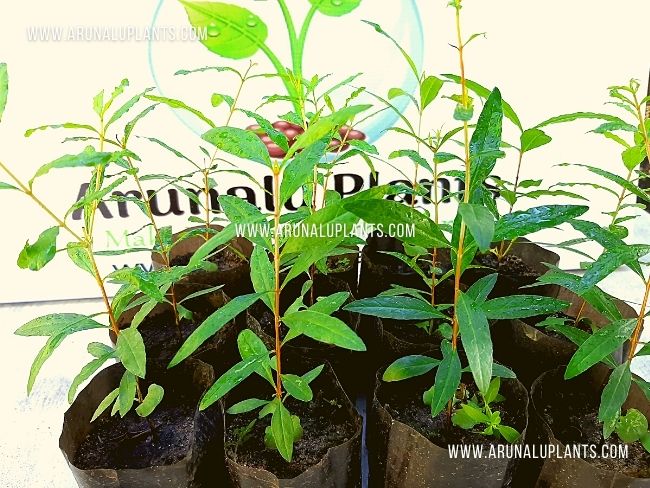 Delum | Punica granatum | Pomegranate | දෙලුම් | Arunalu Plants