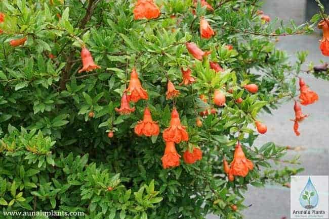 Delum | Punica granatum | Pomegranate | දෙලුම් | Arunalu Plants