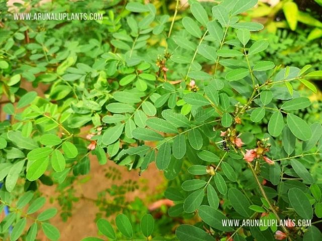Nil Awariya | Indigofera tinctoria | True Indigo | නිල් අවරිය