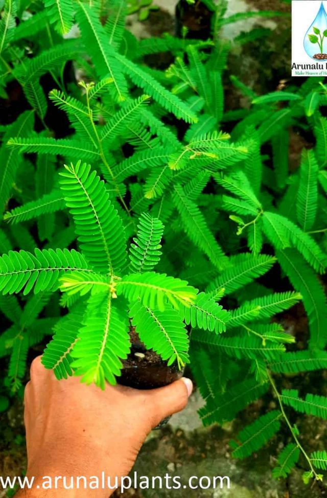 nelli tree | Arunalu Plants