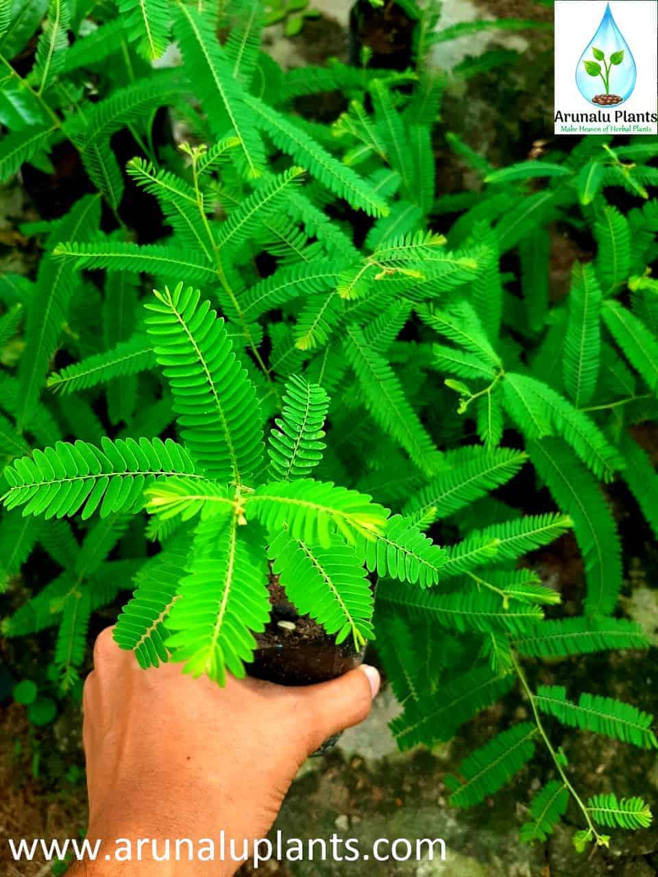 Nelli | Phyllanthus embilica | Indian Gooseberry | නෙල්ලි