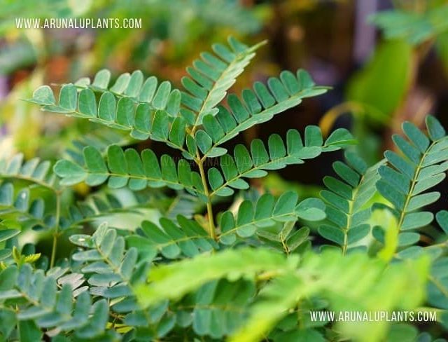 Trees | Arunalu Plants