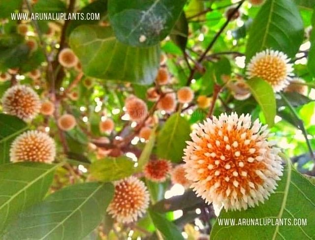 Delum | Punica granatum | Pomegranate | දෙලුම් | Arunalu Plants
