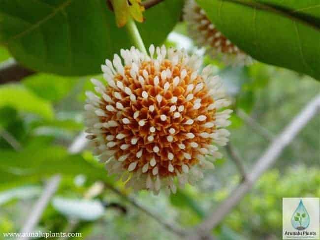 Bak Mee | Nauclea orientalis | Yellow Cheesewood | බක් මී