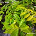 Bak Mee | Nauclea orientalis | Arunalu Plants