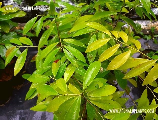 Delum | Punica granatum | Pomegranate | දෙලුම් | Arunalu Plants