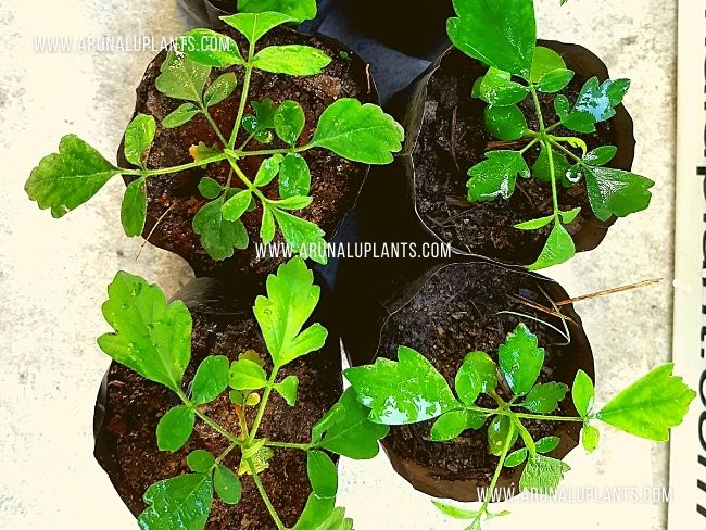 Bin Kohomba | Munronia pinnata | Binkohomba | බිං කොහොඹ | Online Plant ...