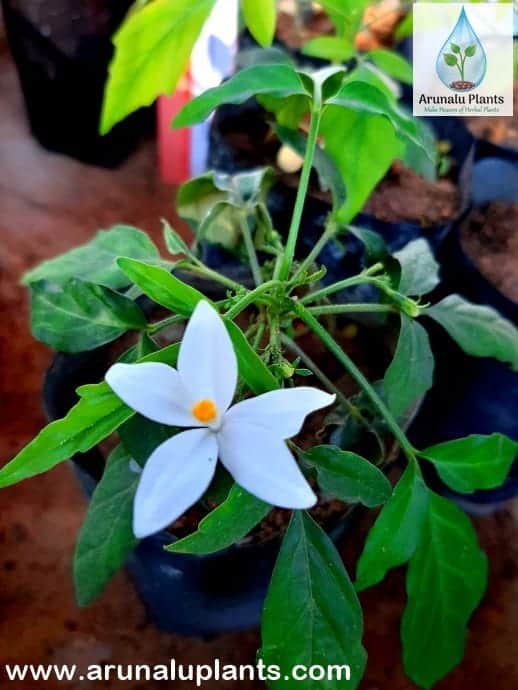 Bin Kohomba | Munronia pinnata | Binkohomba | බිං කොහොඹ | Online Plant ...